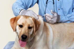 Rabies in Dogs: Symptoms, Vaccine, and Prevention