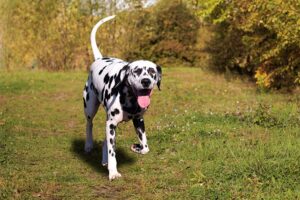 What Makes Dalmatian Spots? The Science Behind the Spotted Pattern ...