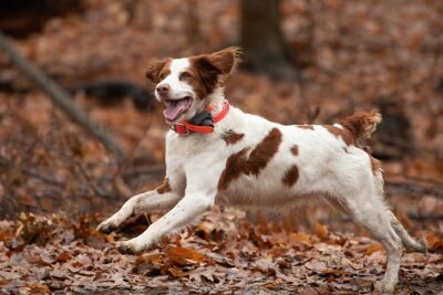 10 Active Dog Breeds That Will Help You Stay Fit – American Kennel Club