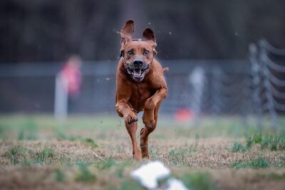 10 Active Dog Breeds That Will Help You Stay Fit – American Kennel Club