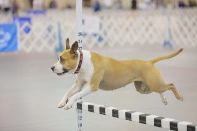 10 Active Dog Breeds That Will Help You Stay Fit – American Kennel Club