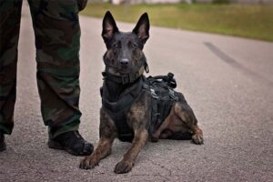 Public Service Dog Titling Program – American Kennel Club