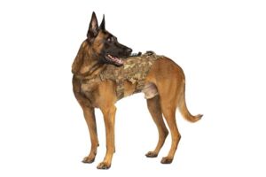Public Service Dog Titling Program – American Kennel Club