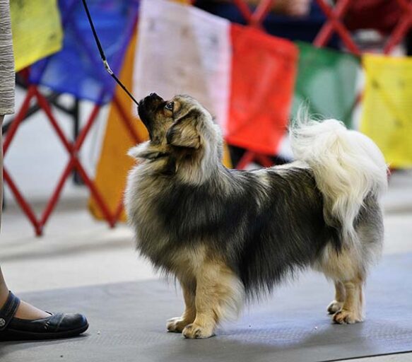 AKC Breeder Spotlight: Clara Brown of Windrift Tibetan Spaniels ...