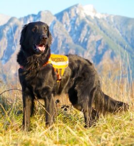 Search and Rescue Dog 'Lincoln' Recognized for Missing People Work ...