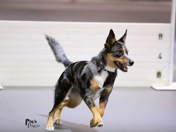 Congratulations to AADs Invited to the 2022 AKC Obedience Classic ...