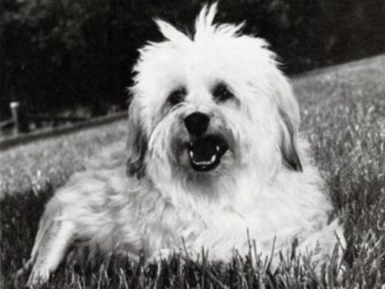 Löwchen History: The Little Lion Dog – American Kennel Club