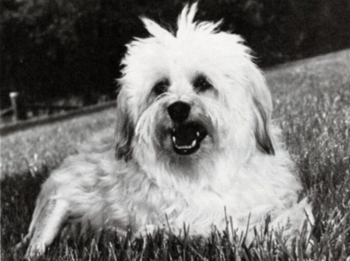 Löwchen History: The Little Lion Dog – American Kennel Club