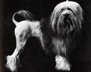 Löwchen History: The Little Lion Dog – American Kennel Club