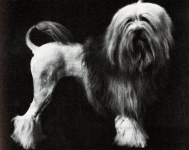 Löwchen History: The Little Lion Dog – American Kennel Club