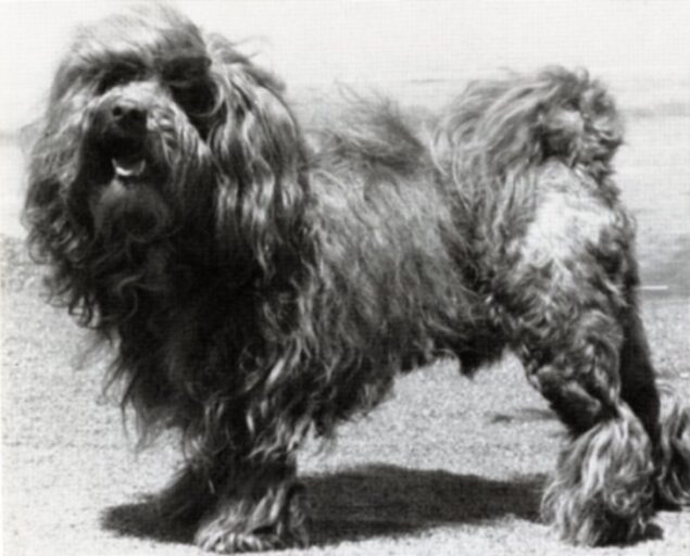 Löwchen History: The Little Lion Dog – American Kennel Club