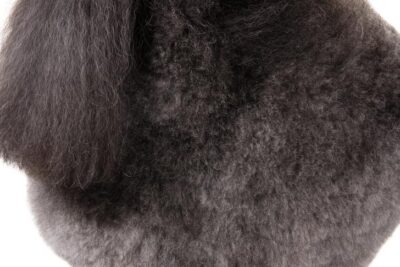 Do Dogs Have Hair or Fur?