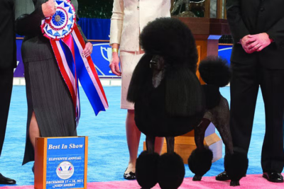 AKC National Championship Winners Through the Years – American Kennel Club