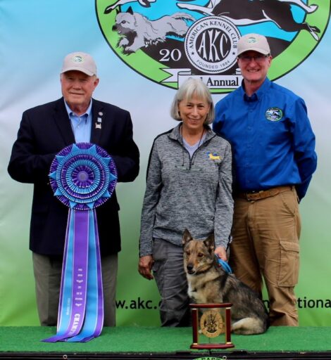 Winners Named at 2022 AKC Fast CAT Invitational – American Kennel Club
