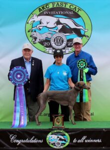 Winners Named at 2022 AKC Fast CAT Invitational – American Kennel Club