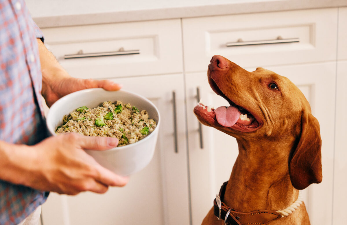 How to Help Your Dog Lose Weight – American Kennel Club