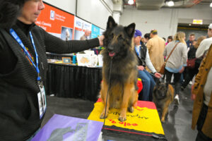 Dogs You Might Meet at AKC Meet the Breeds Events