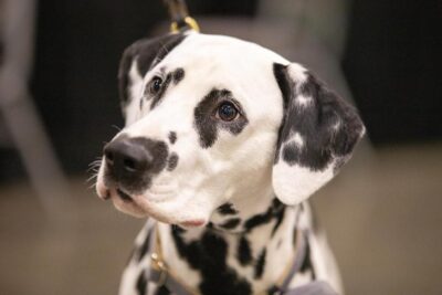 Dogs You Might Meet at AKC Meet the Breeds Events