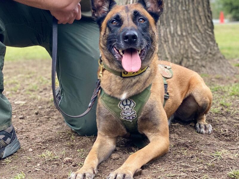 The AKC Humane Fund Awards For Canine Excellence (ACE) – American ...