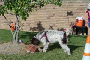How to Work Scent Work Training Into Walking Your Dog – American Kennel ...