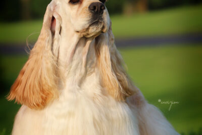 Groomer Hub – American Kennel Club