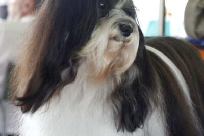 Groomer Hub – American Kennel Club