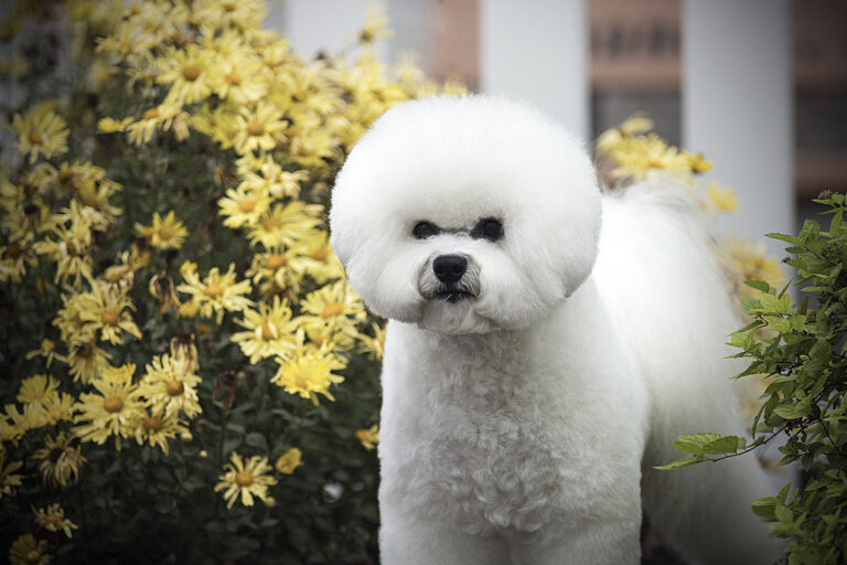 Groomer Hub – American Kennel Club