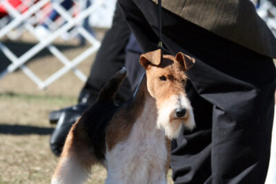 Groomer Hub – American Kennel Club