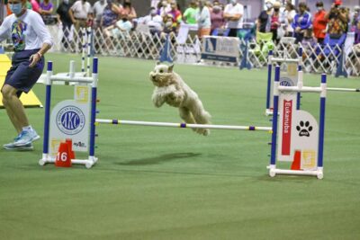 Watch Dog Sports on Big Game Sunday - American Kennel Club