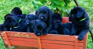 AKC Breeder Toolkit – Prepaid Package Updates – American Kennel Club