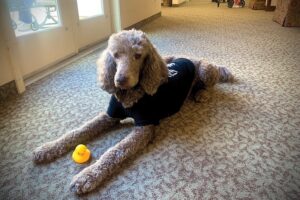 A Poodle's Purpose: One Breed's Unexpected Versatility – American ...
