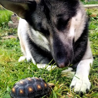 Winter 2023 Photo Gallery: Odd Couples – American Kennel Club