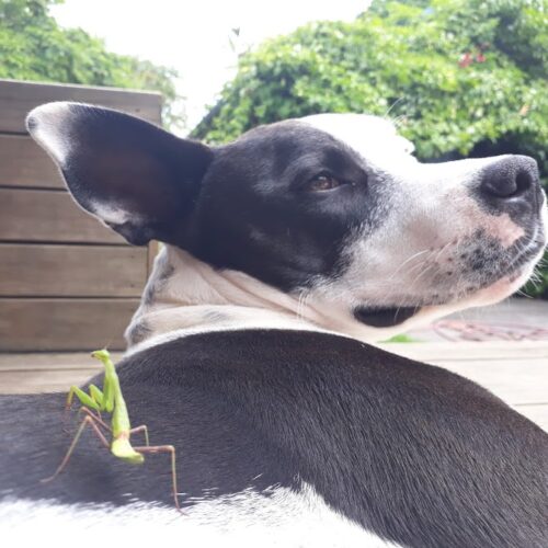 Winter 2023 Photo Gallery: Odd Couples – American Kennel Club