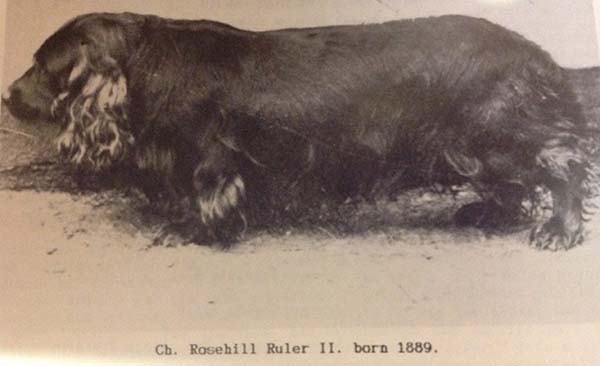 AKC Breeder Spotlight: Meet John Robert Lewis Jr. of Lexxfield Sussex ...