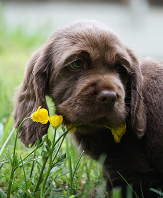 AKC Breeder Spotlight: Meet John Robert Lewis Jr. of Lexxfield Sussex ...