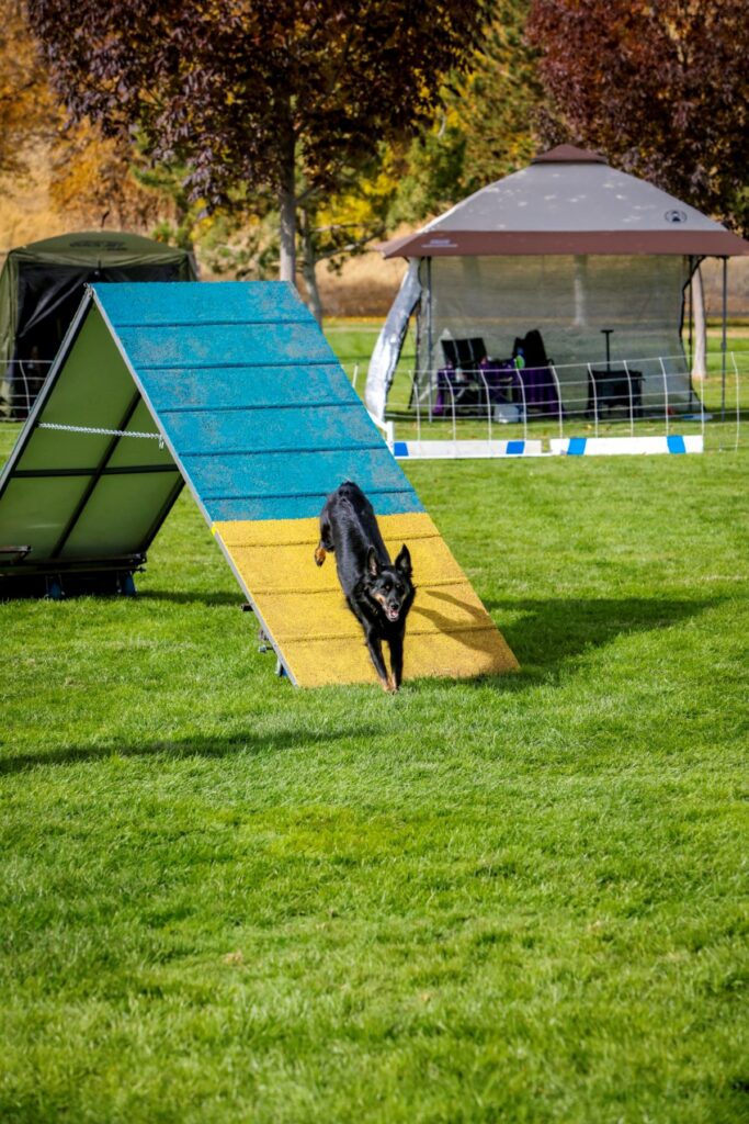 AKC Agility League Spotlight – American Kennel Club