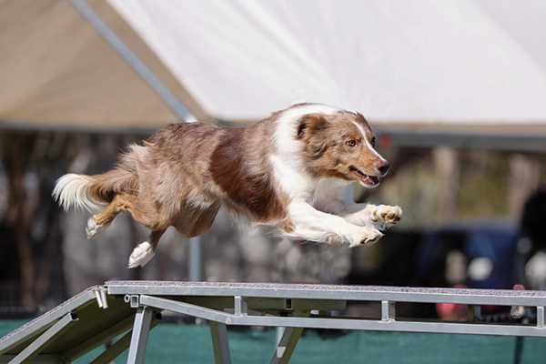 AKC Breeder Spotlight: Karen Moureaux of Contact Point Border Collies ...