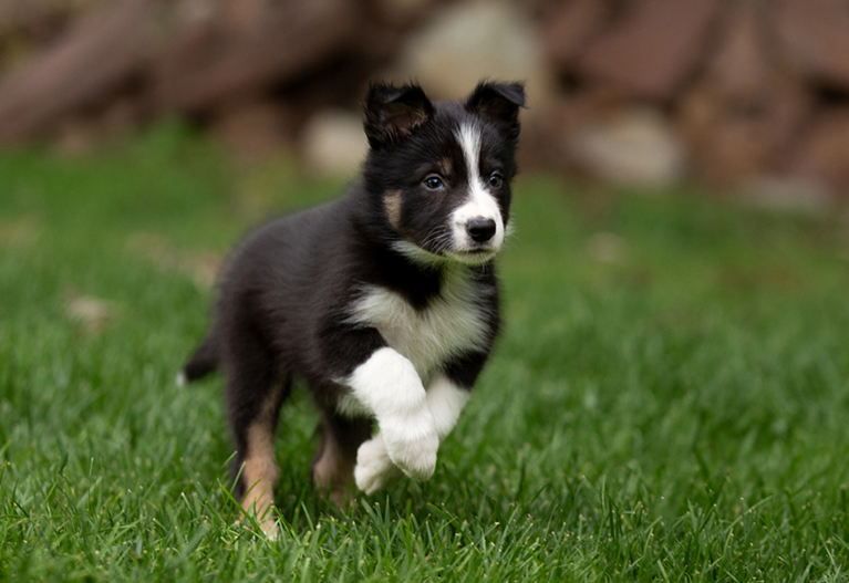 AKC Breeder Spotlight: Karen Moureaux of Contact Point Border Collies ...