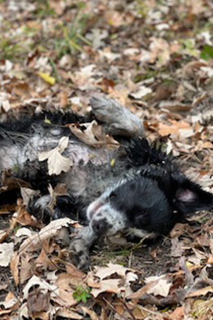 Dog Deemed "Too Wild" Rehabilitated as Star Agility Dog