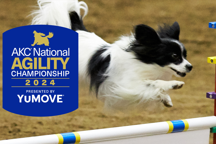 How to Watch the 2025 AKC National Championship