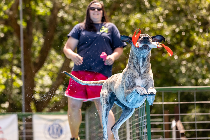 Millie, the Great Dane, Dock Dives for the Joy of It All