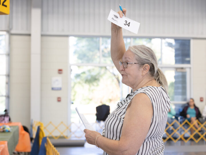 Dog Show Ring Stewards – American Kennel Club