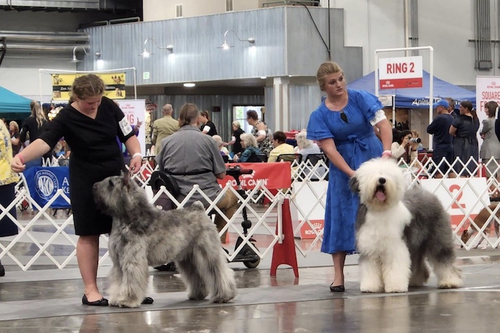 Teen Sisters Carry Legacy as Breeder-Owner-Handlers to Westminster
