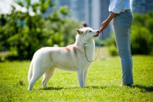 The Three Ds of Dog Training: Duration, Distance, and Distraction