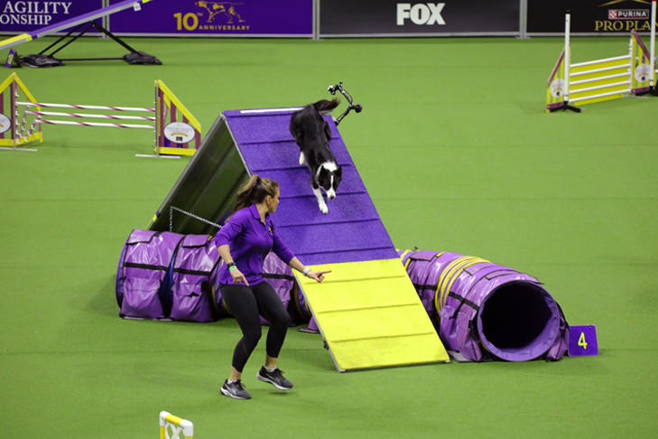 Truant Wins 2023 Westminster Masters Agility Championship