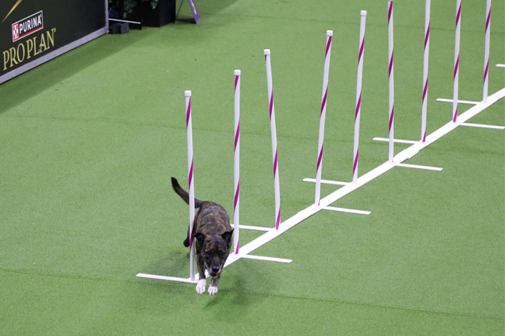 Truant Wins 2023 Westminster Masters Agility Championship