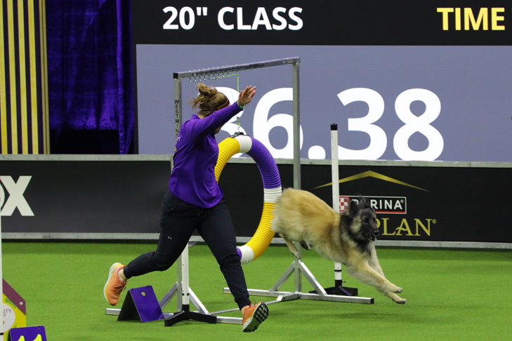 Truant Wins 2023 Westminster Masters Agility Championship