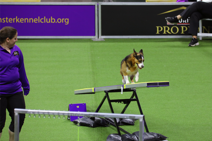 Truant Wins 2023 Westminster Masters Agility Championship