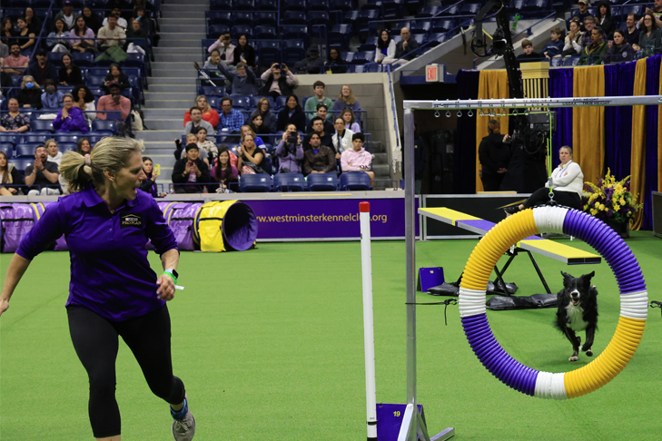 Truant Wins 2023 Westminster Masters Agility Championship