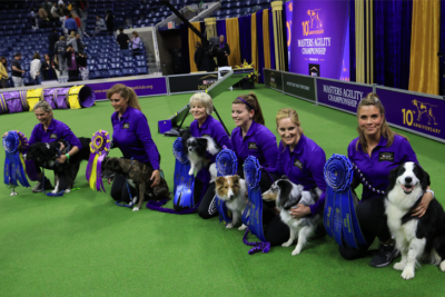 Truant Wins 2023 Westminster Masters Agility Championship